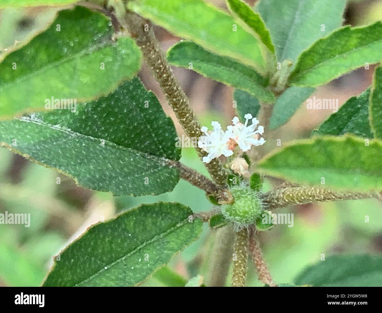 sand croton (Croton glandulosus septentrionalis Stock Photo - Alamy