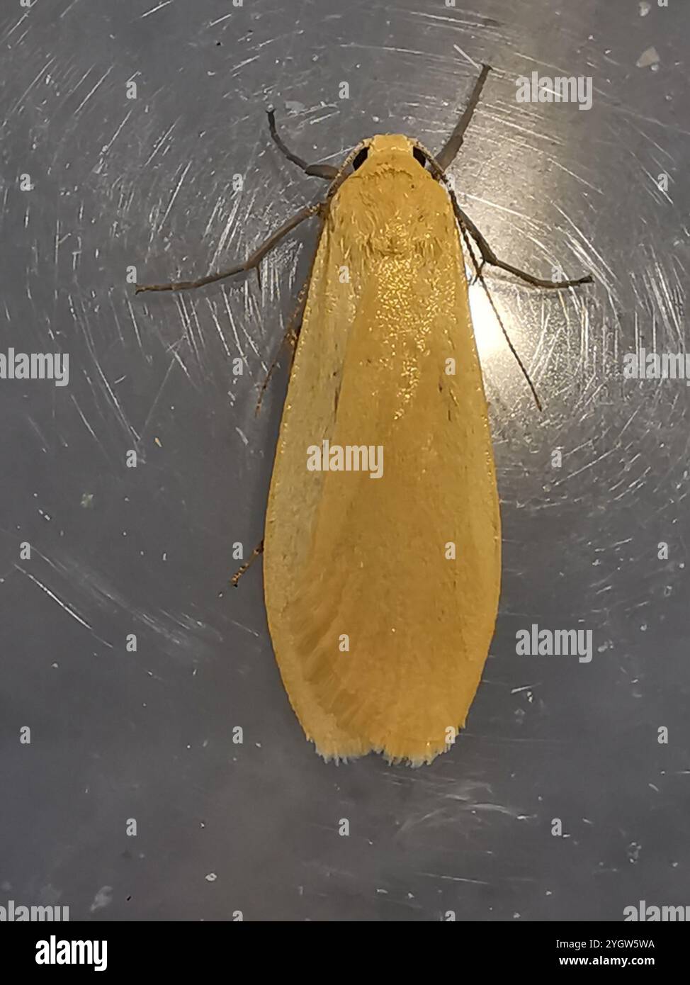 Orange Footman (Eilema sororcula Stock Photo - Alamy