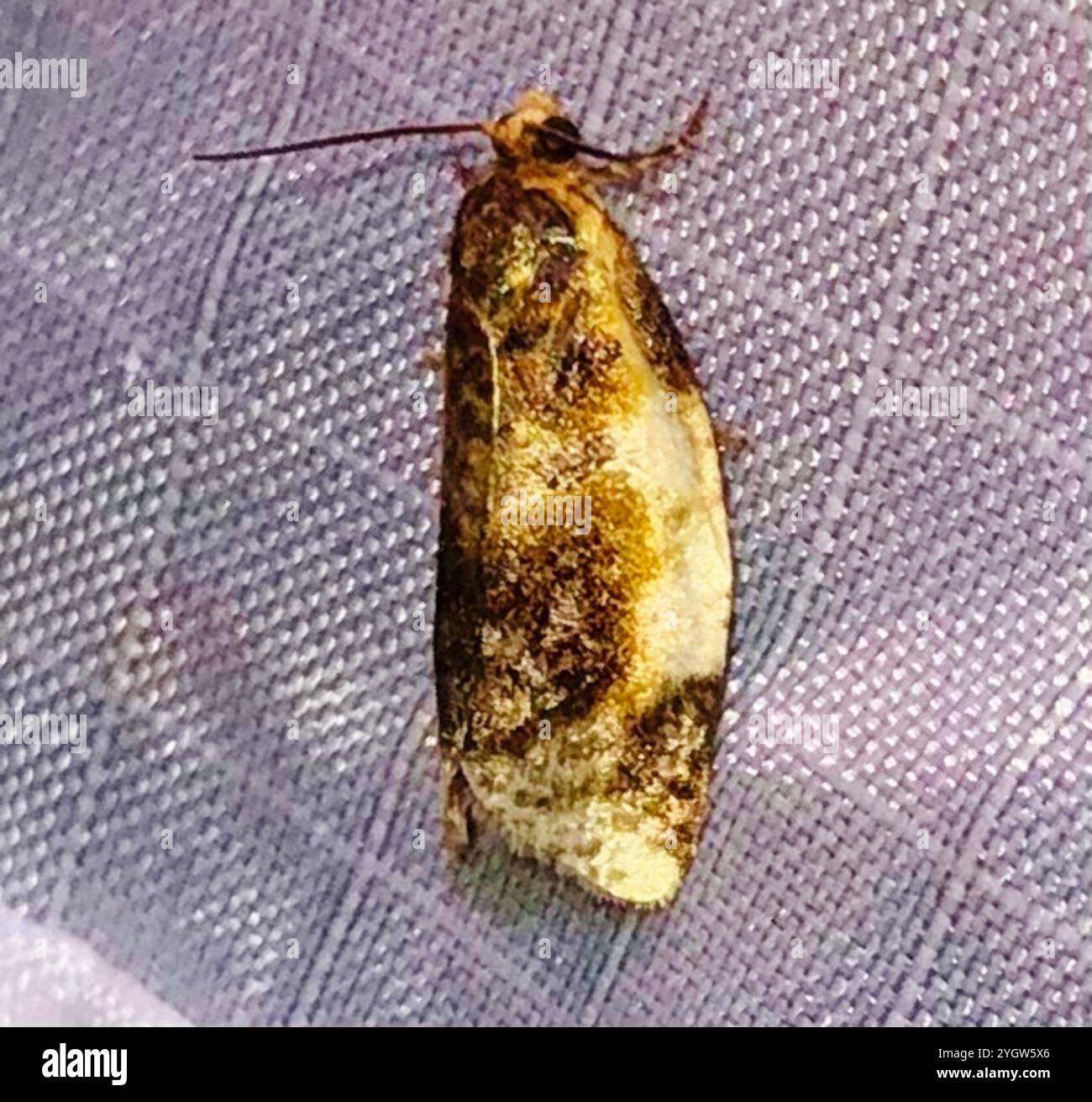 Black-patched Clepsis Moth (Clepsis melaleucanus Stock Photo - Alamy