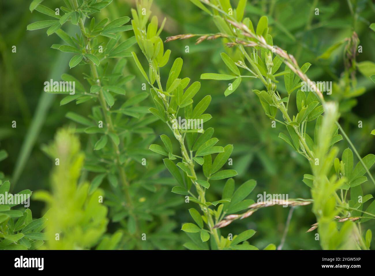 Chinese bushclover (Lespedeza cuneata Stock Photo - Alamy