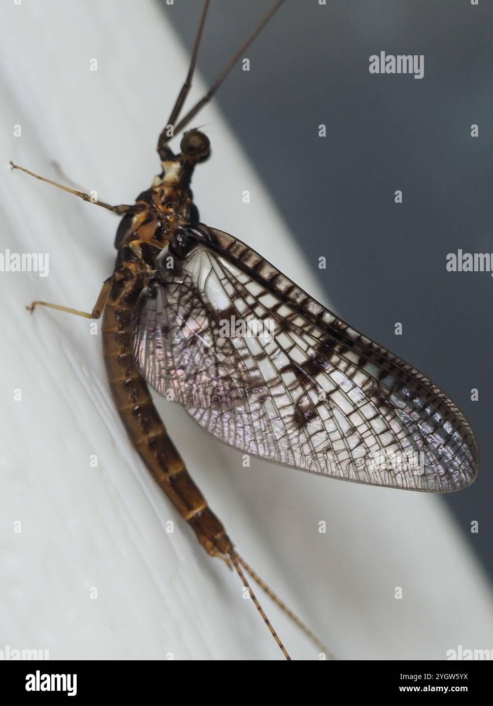 Green Drakes (Ephemera Stock Photo - Alamy