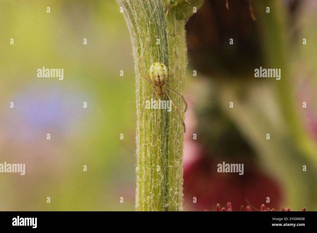 Common candy-striped spider (Enoplognatha ovata Stock Photo - Alamy