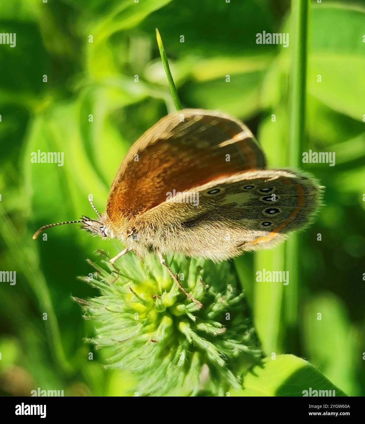 Chestnut Heath (Coenonympha glycerion Stock Photo - Alamy