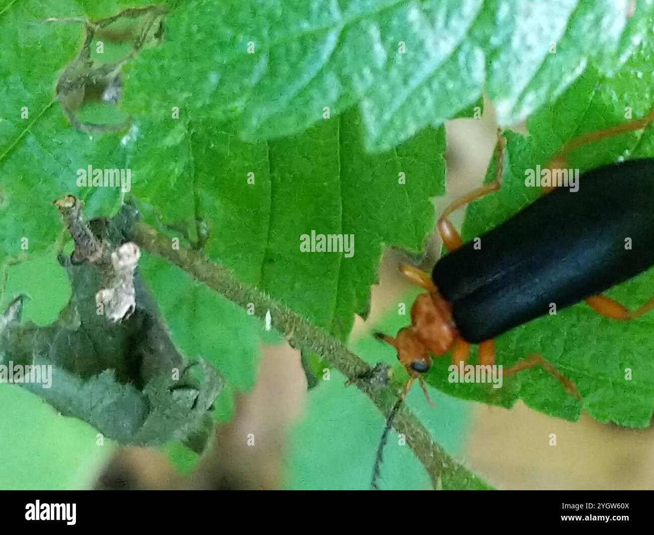 Fan-shaped Fire-colored Beetle (Neopyrochroa flabellata Stock Photo - Alamy