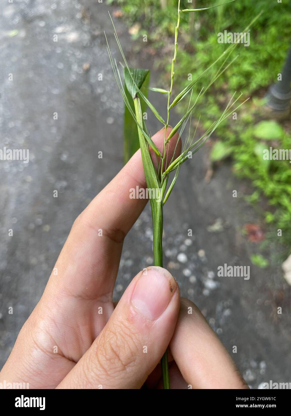 bottlebrush grass (Elymus hystrix Stock Photo - Alamy
