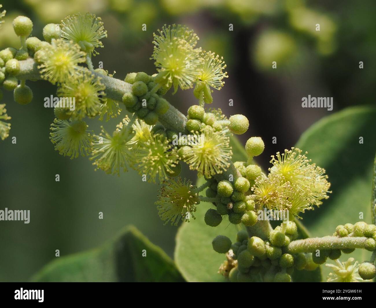 Mallotus (Mallotus japonicus Stock Photo - Alamy