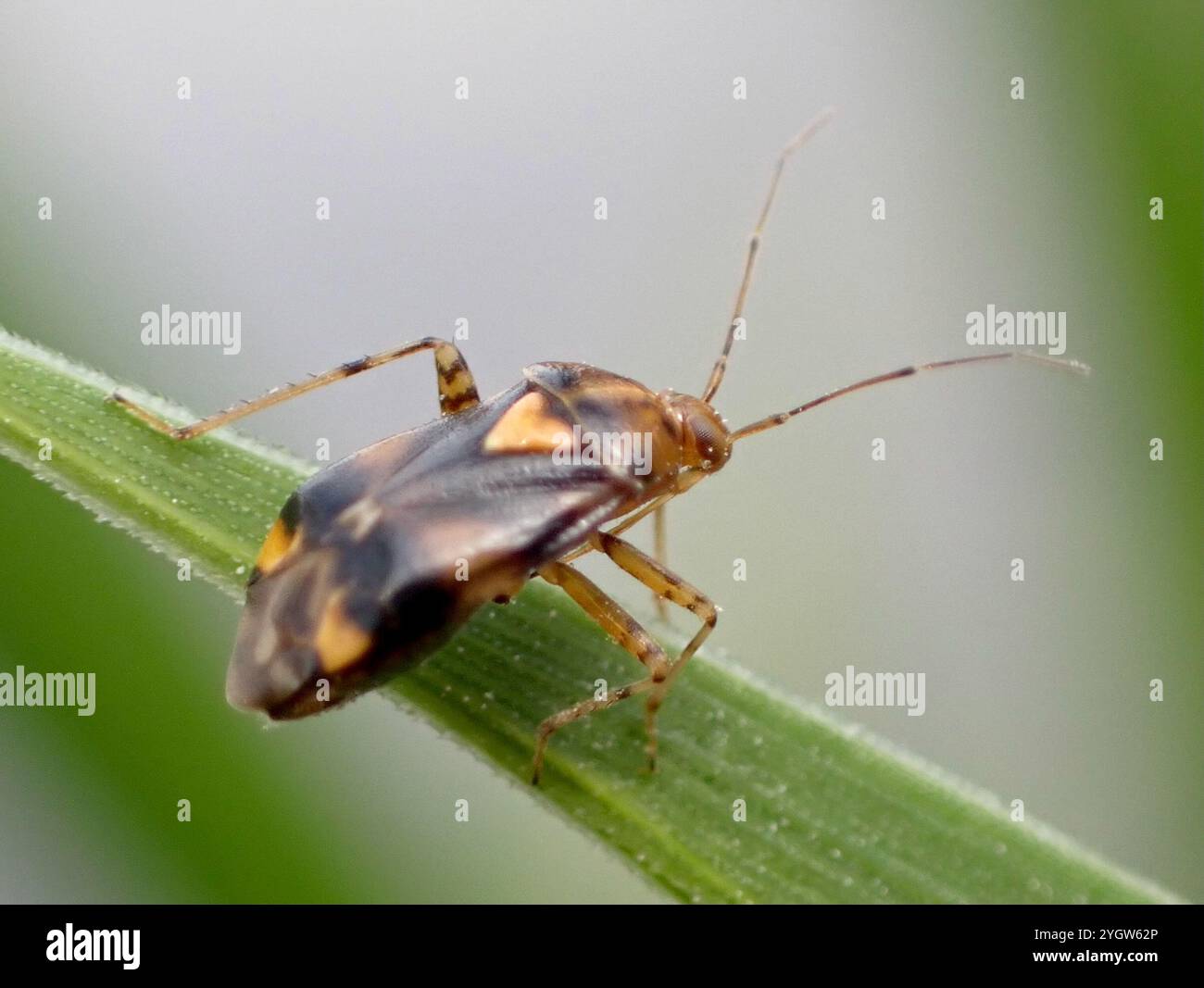 Three Spotted Nettle Bug (Liocoris tripustulatus Stock Photo - Alamy