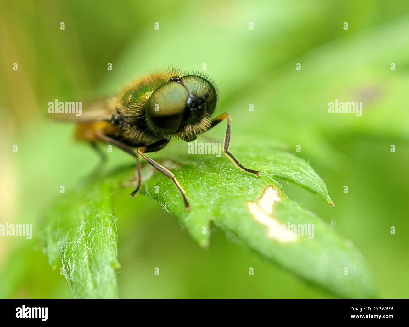Broad Centurion Fly (Chloromyia formosa Stock Photo - Alamy