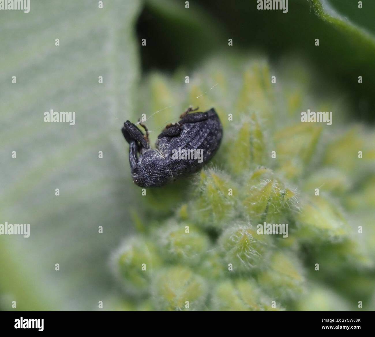 Milkweed Stem Weevil (Rhyssomatus lineaticollis Stock Photo - Alamy