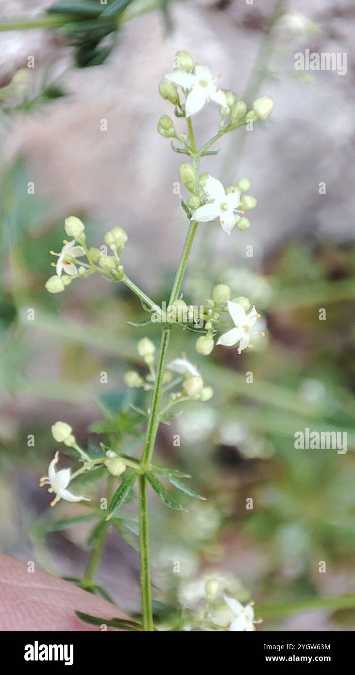 white bedstraw (Galium album Stock Photo - Alamy