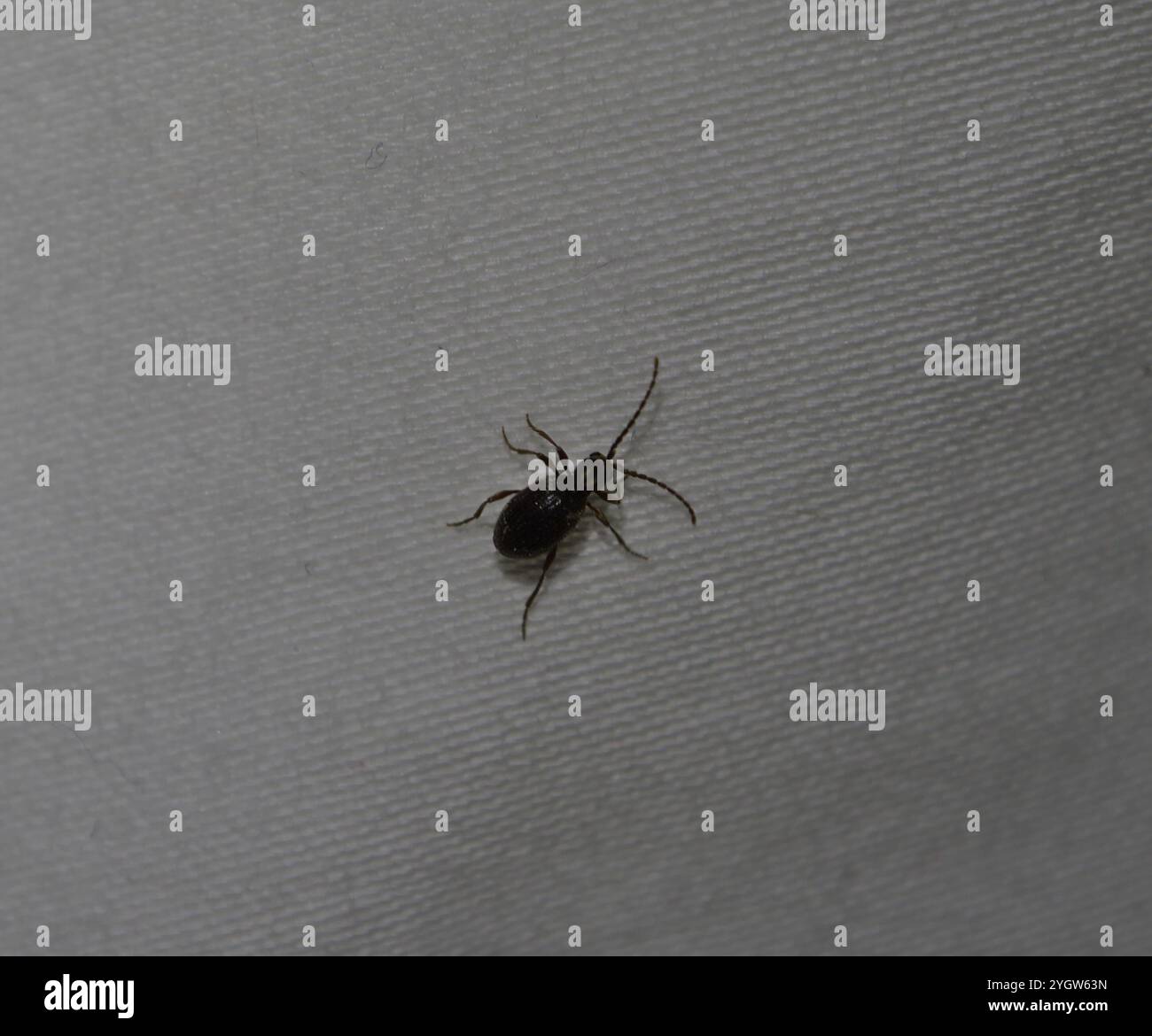 Beetle ptinus fur hi-res stock photography and images - Alamy