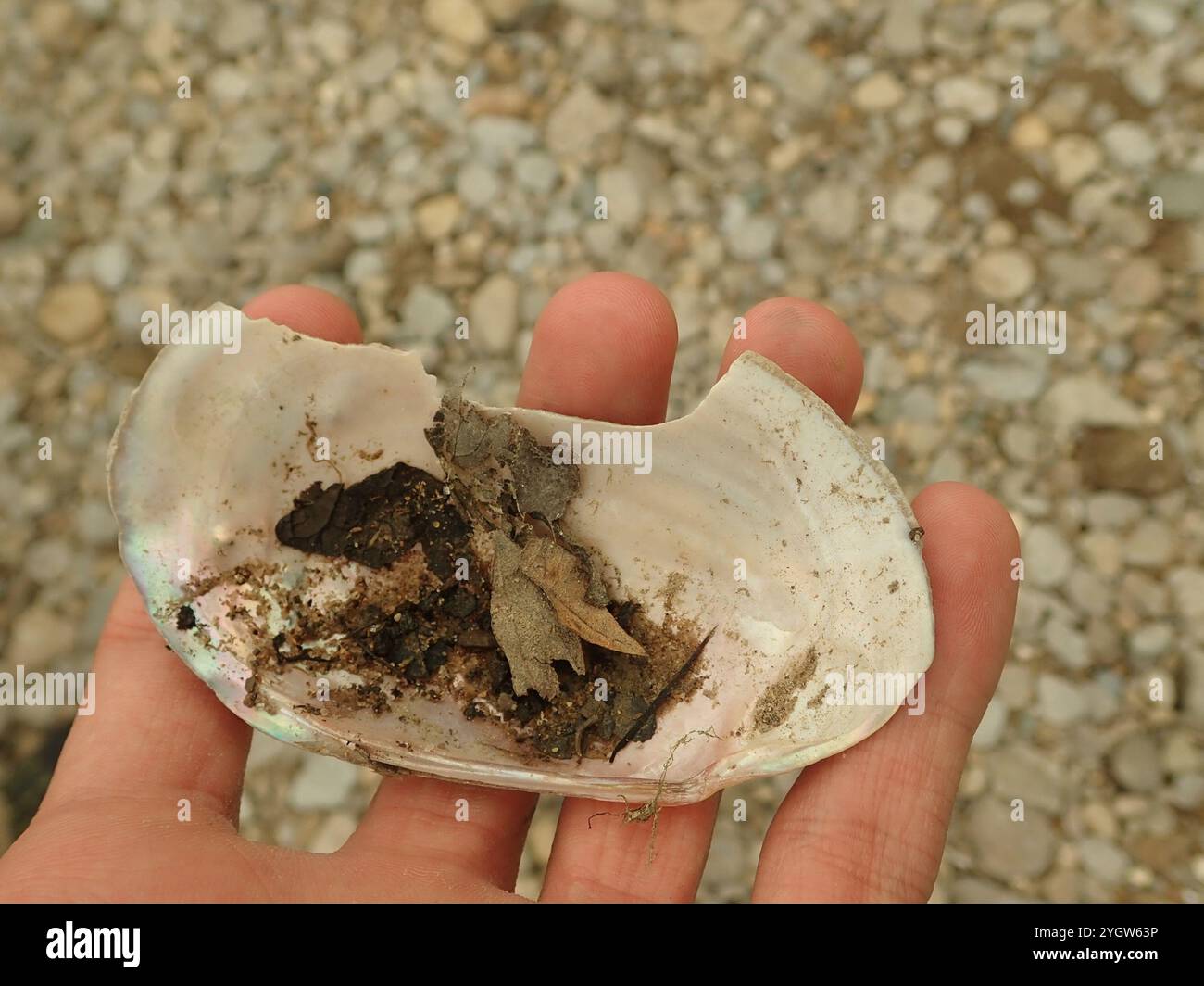 Fragile Papershell (Potamilus fragilis Stock Photo - Alamy