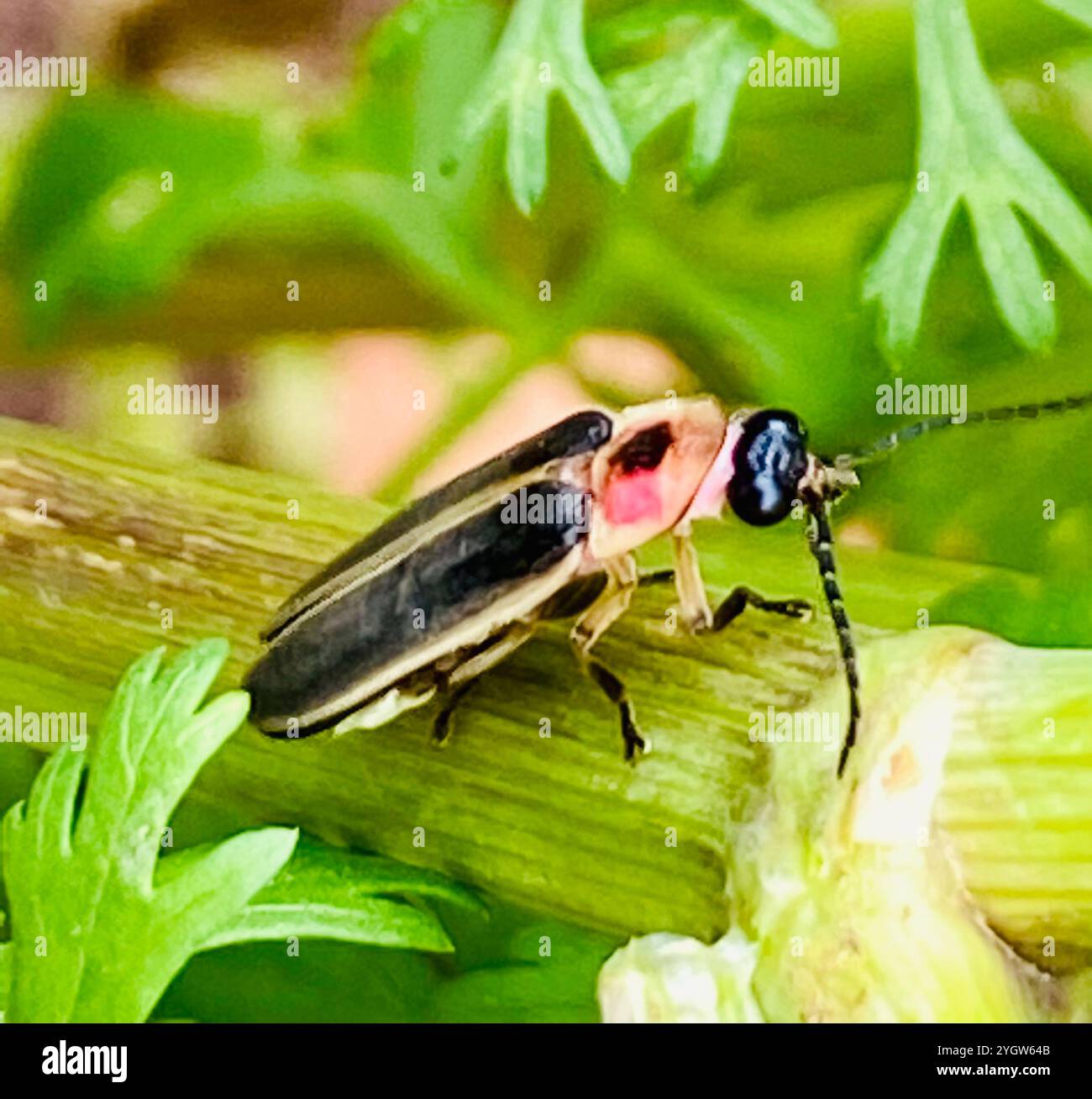 Common Eastern Firefly (Photinus pyralis Stock Photo - Alamy