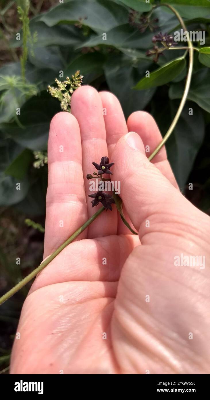 black swallow-wort (Vincetoxicum nigrum Stock Photo - Alamy