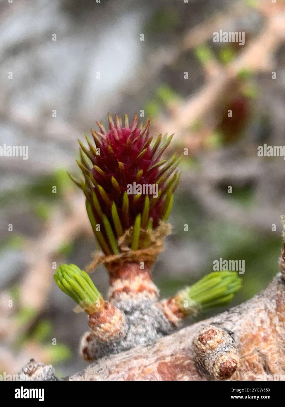 subalpine larch (Larix lyallii Stock Photo - Alamy
