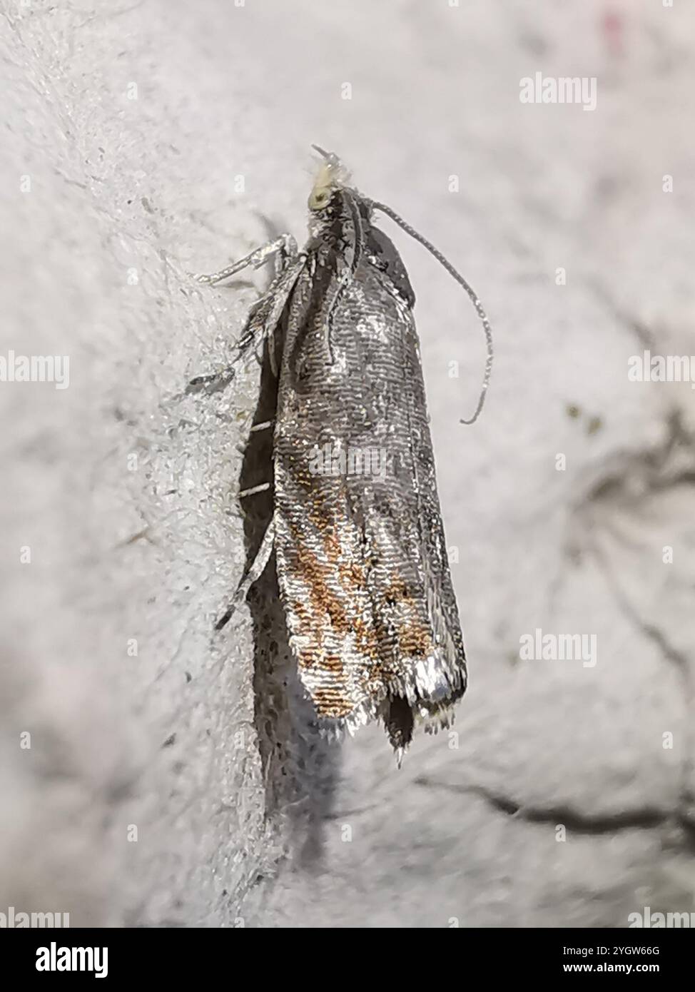 Tortricid Leafroller Moths (Tortricidae Stock Photo - Alamy