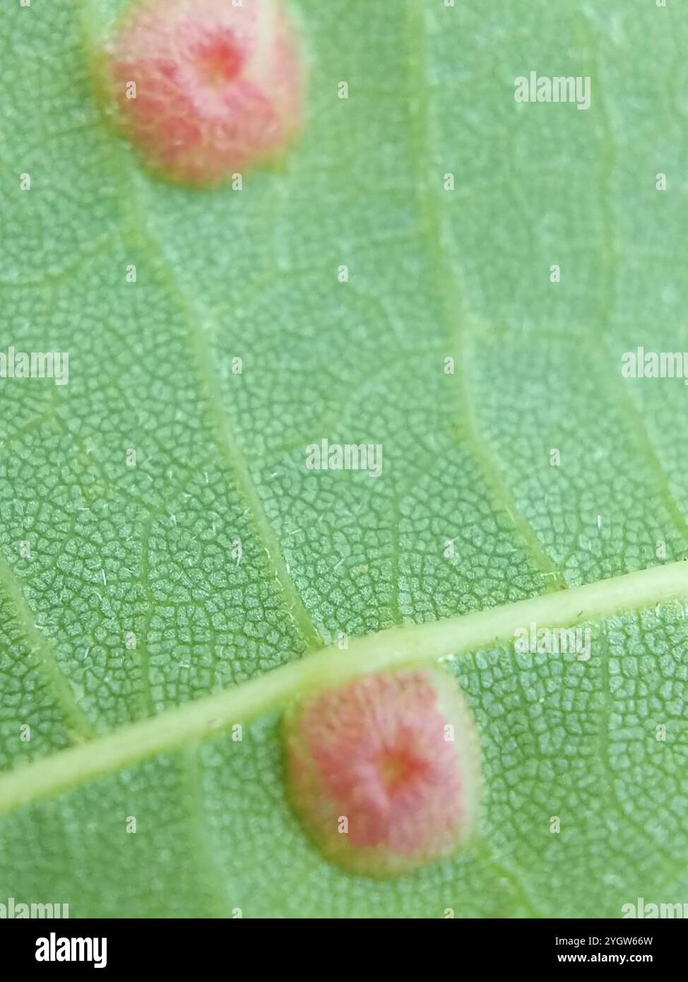 Linden Wart Gall Midge (Contarinia verrucicola Stock Photo - Alamy