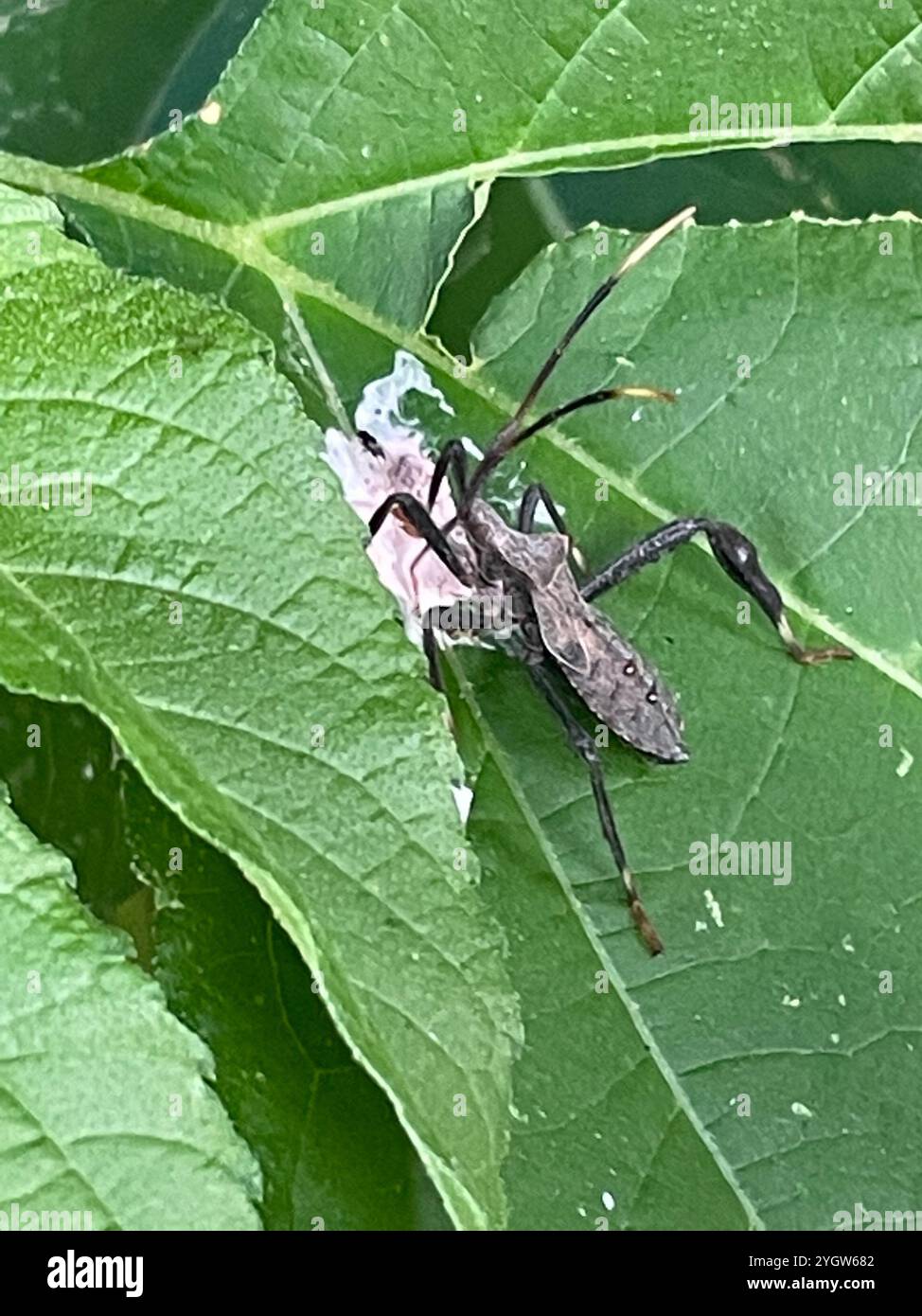 Spine-headed Bugs (Acanthocephala Stock Photo - Alamy