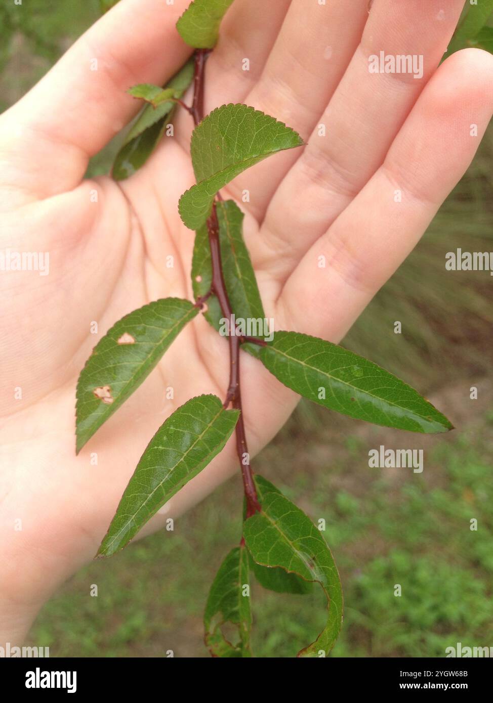 Chickasaw plum (Prunus angustifolia Stock Photo - Alamy