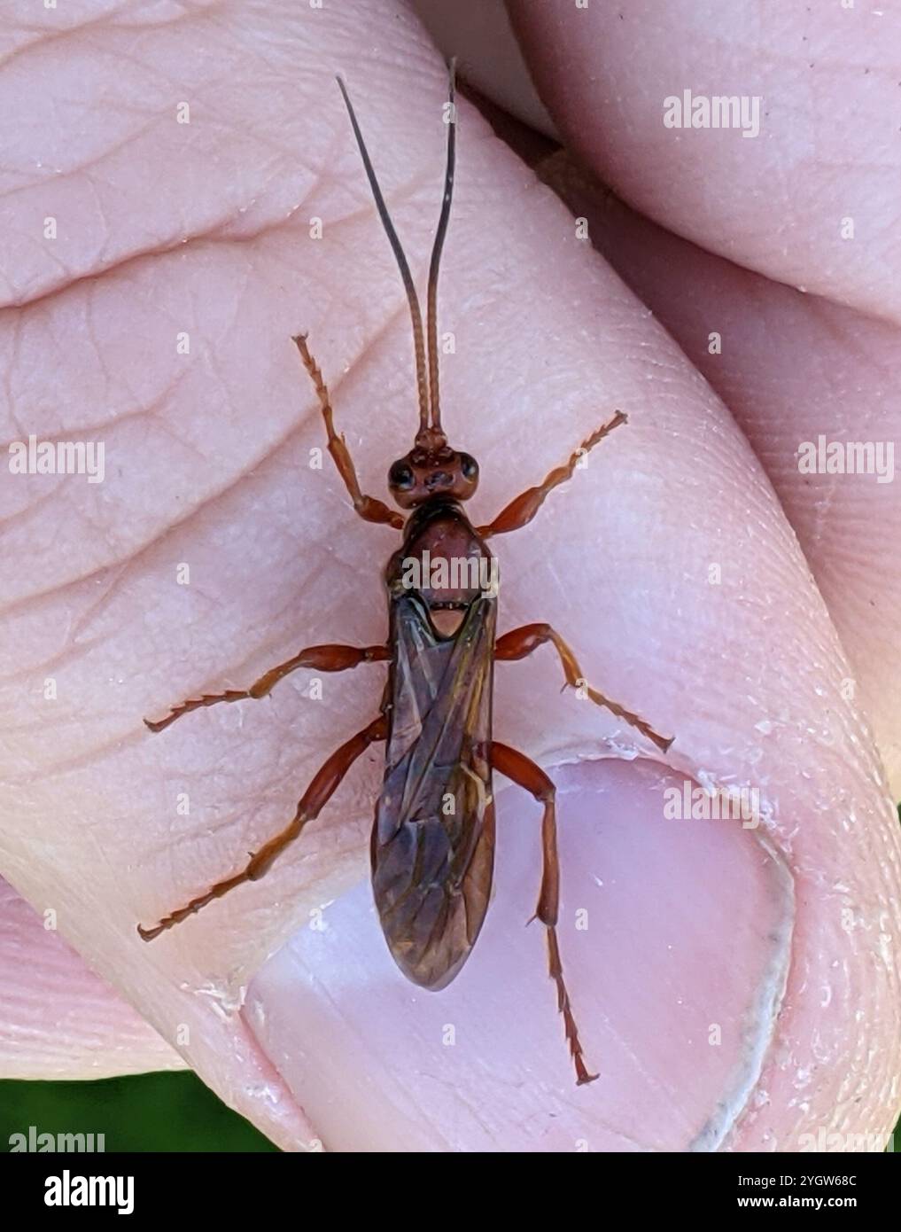 Ichneumonid and Braconid Wasps (Ichneumonoidea Stock Photo - Alamy