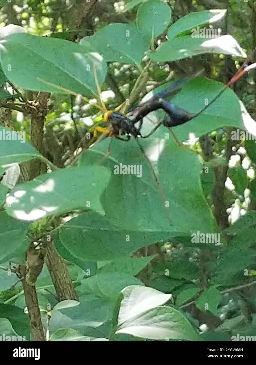 Megarhyssa wasp hi-res stock photography and images - Alamy