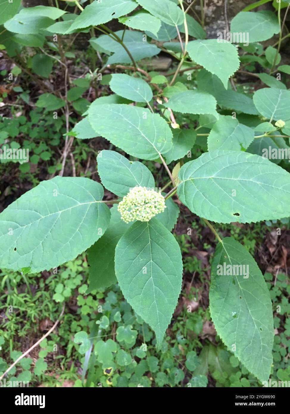 wild hydrangea (Hydrangea arborescens Stock Photo - Alamy