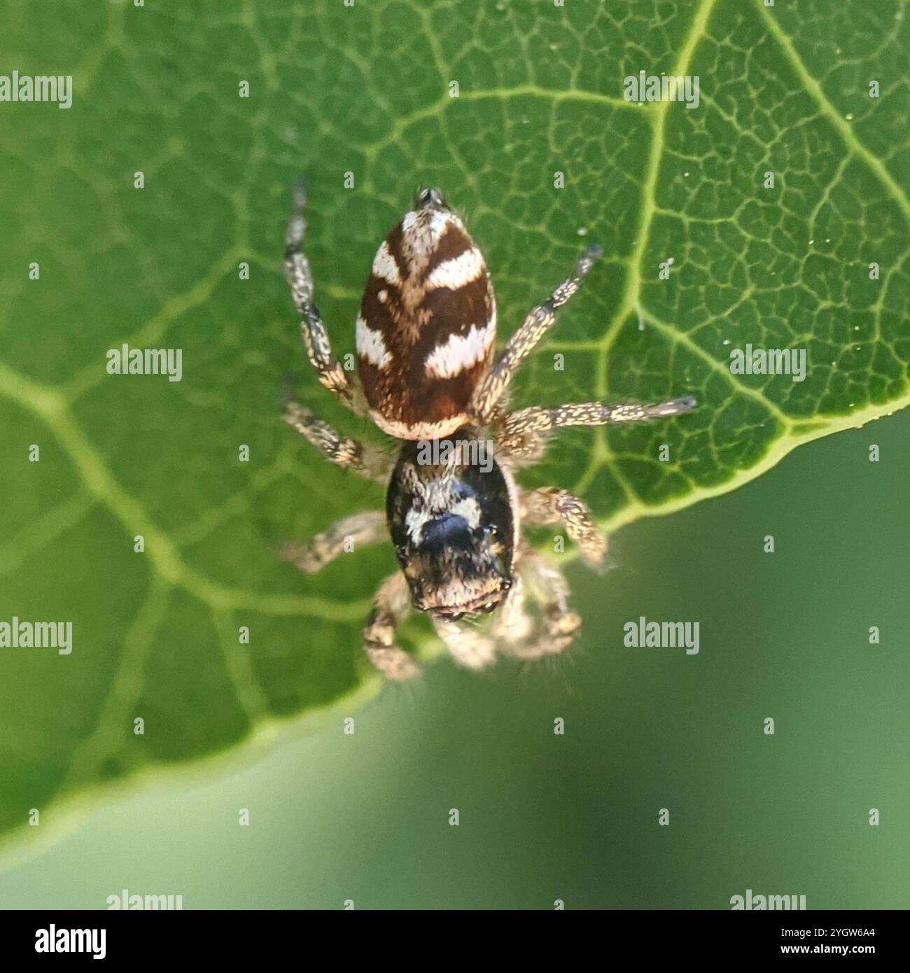 Zebra Jumping Spider (Salticus scenicus Stock Photo - Alamy