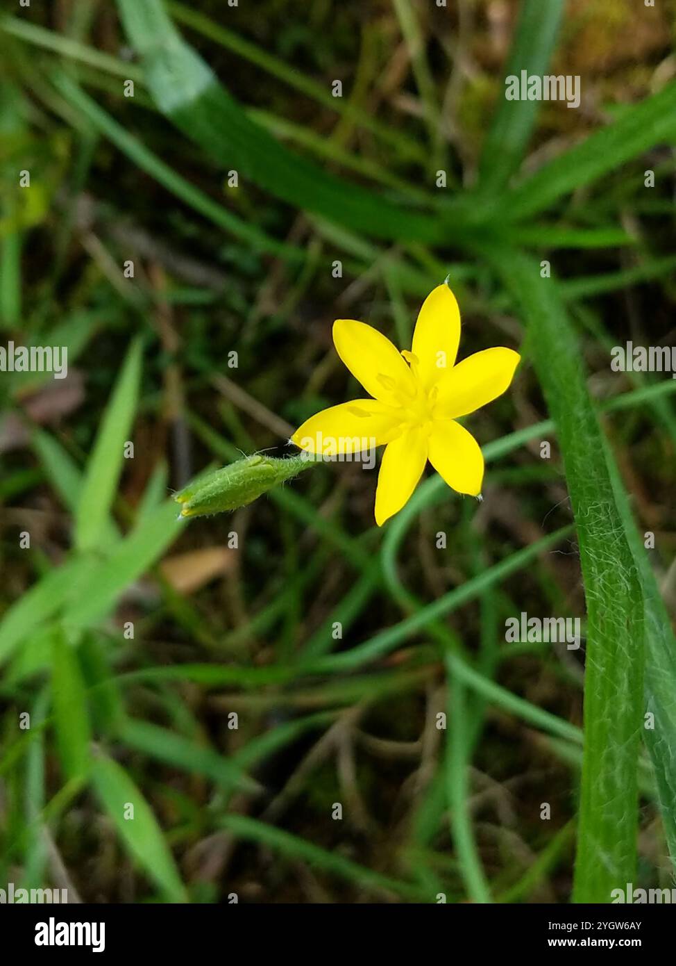yellow star grass (Hypoxis hirsuta Stock Photo - Alamy