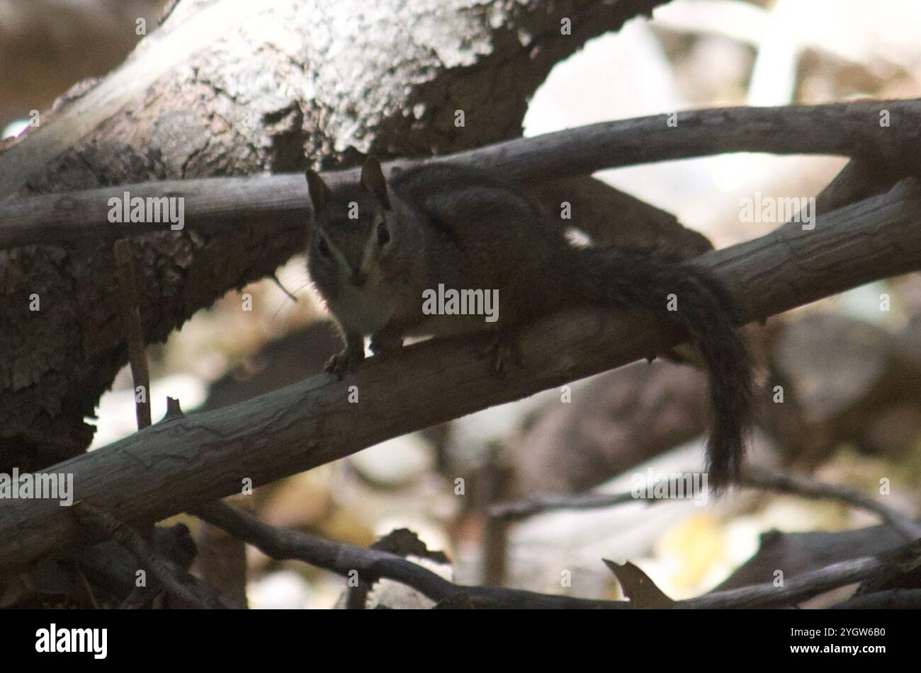 Merriam's Chipmunk (Neotamias merriami Stock Photo - Alamy