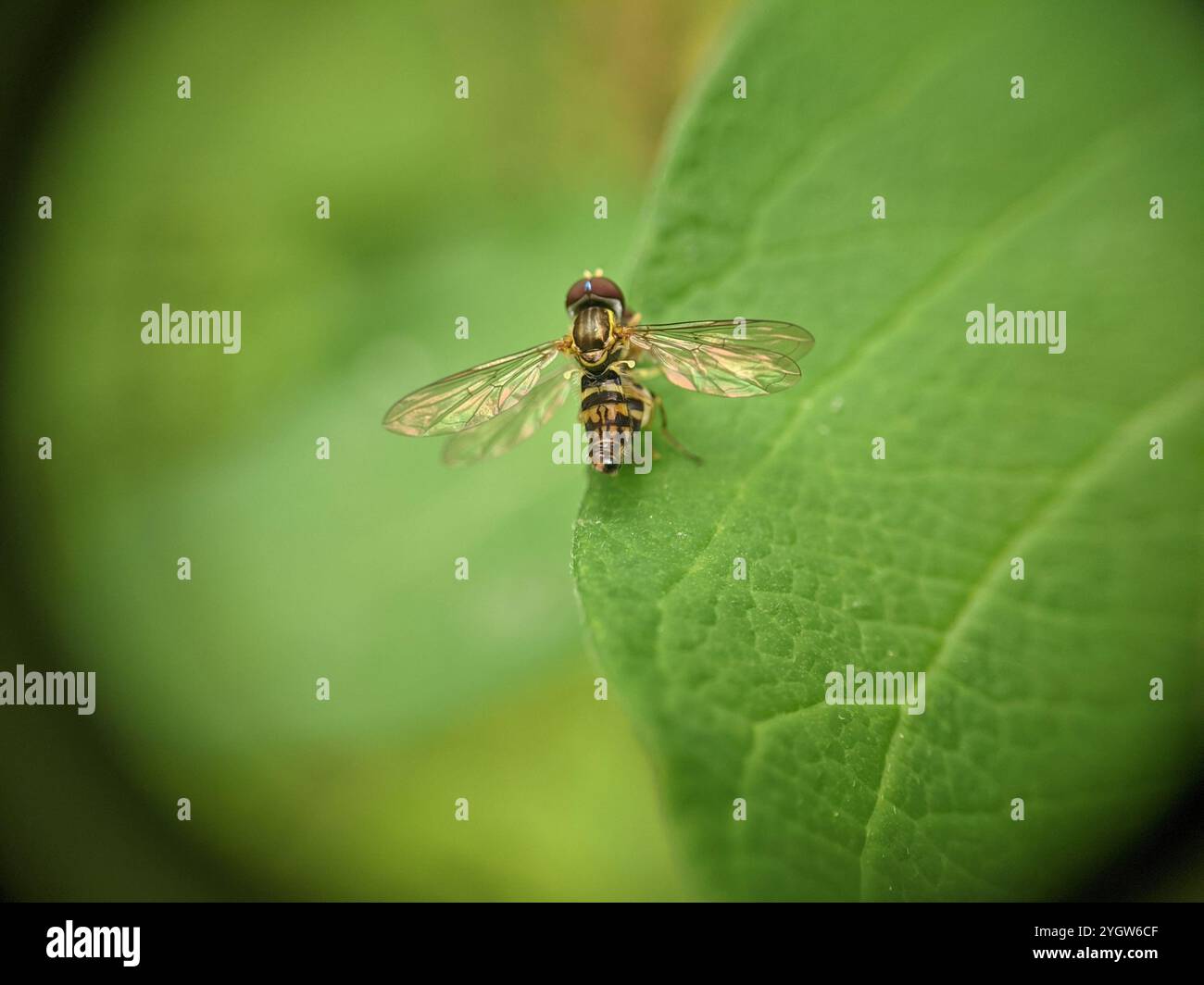 Eastern Calligrapher (Toxomerus geminatus Stock Photo - Alamy