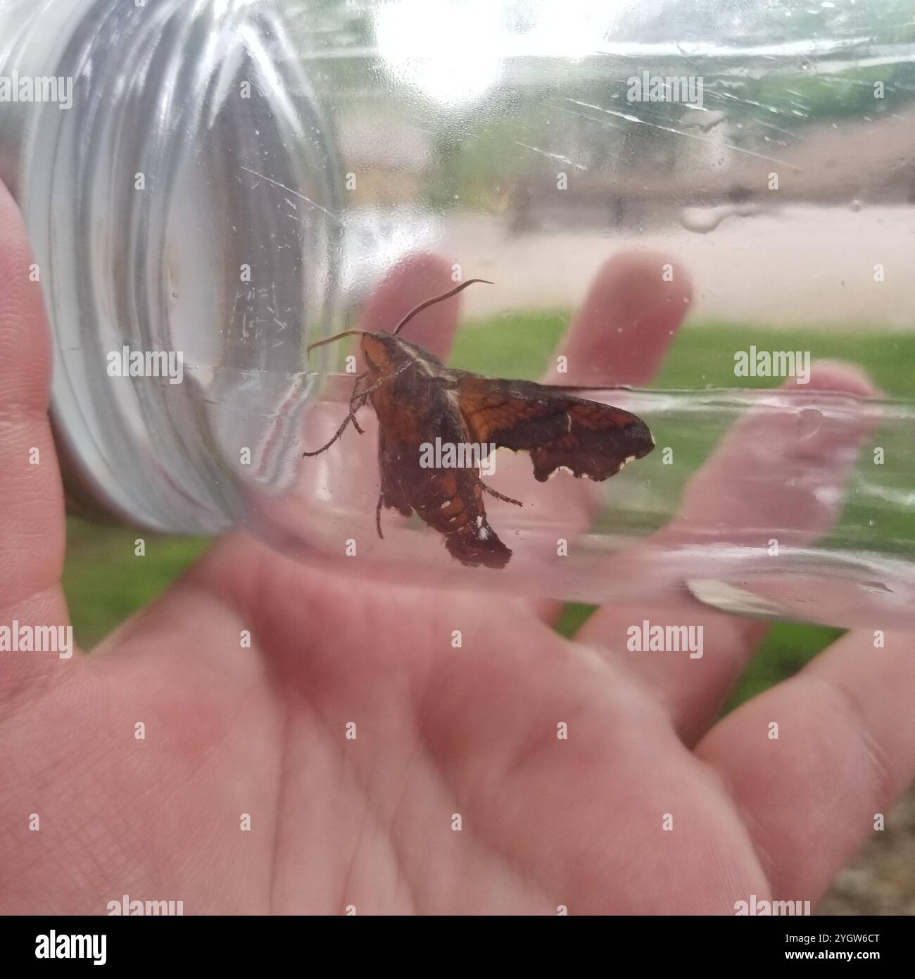 Nessus Sphinx (Amphion floridensis Stock Photo - Alamy