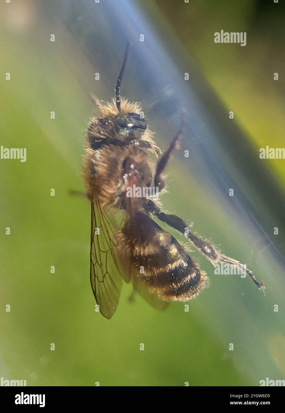 Orange vented mason bee osmia leaiana hi-res stock photography and ...