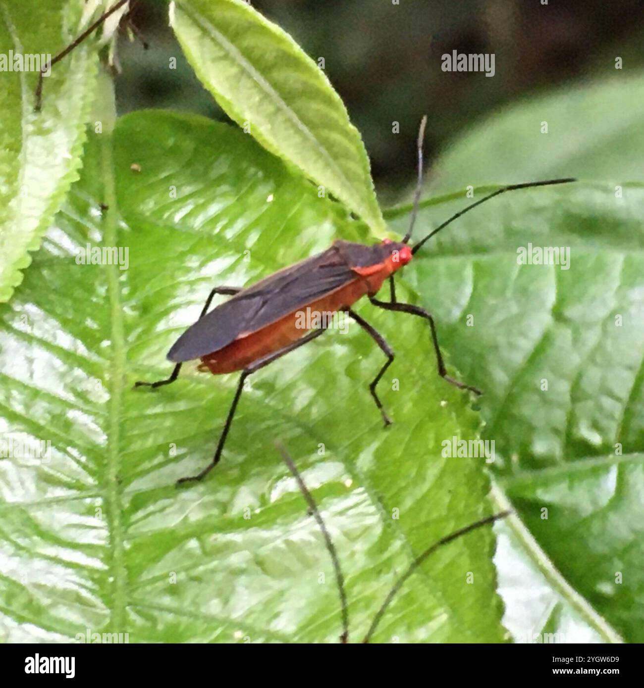 True Bugs (Heteroptera Stock Photo - Alamy