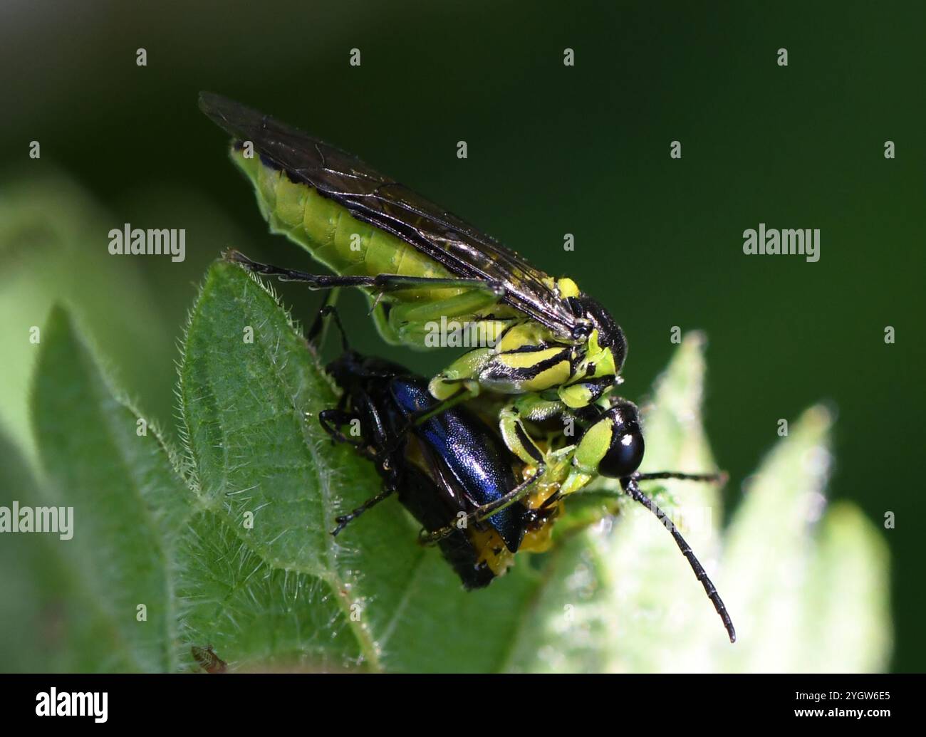 Common green tenthredo hi-res stock photography and images - Alamy