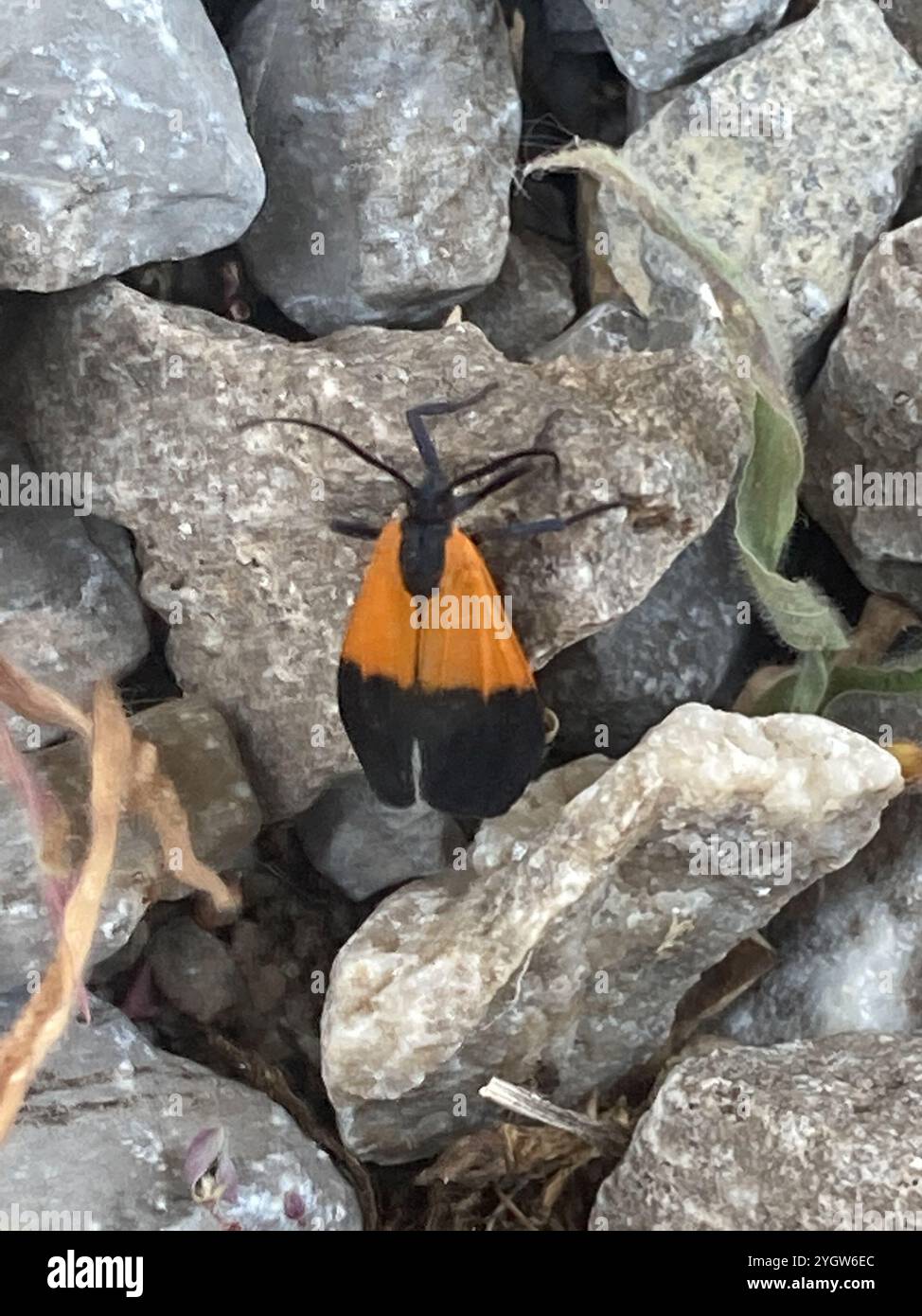 Black-and-yellow Lichen Moth (Lycomorpha pholus Stock Photo - Alamy
