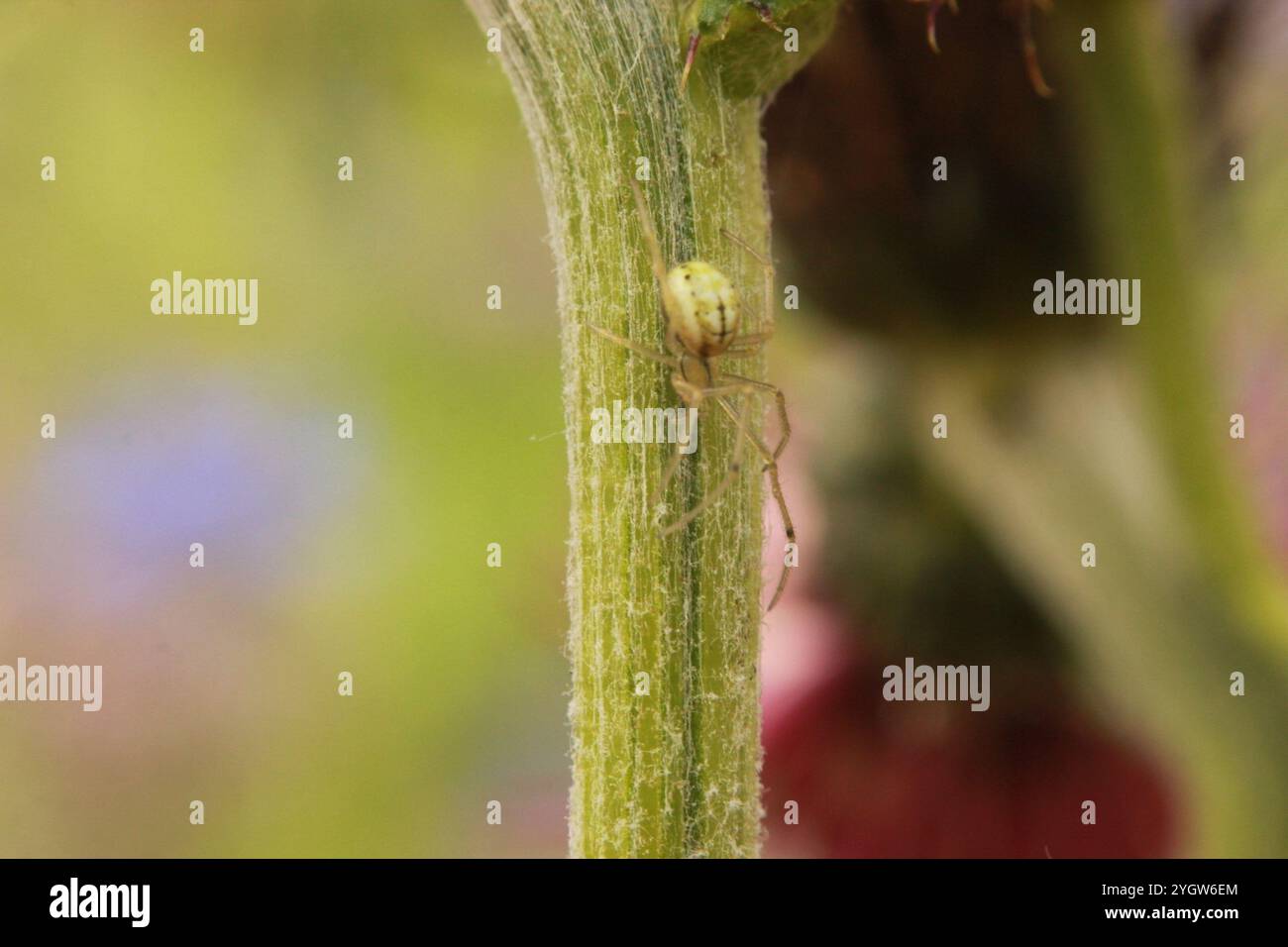 Common candy-striped spider (Enoplognatha ovata Stock Photo - Alamy