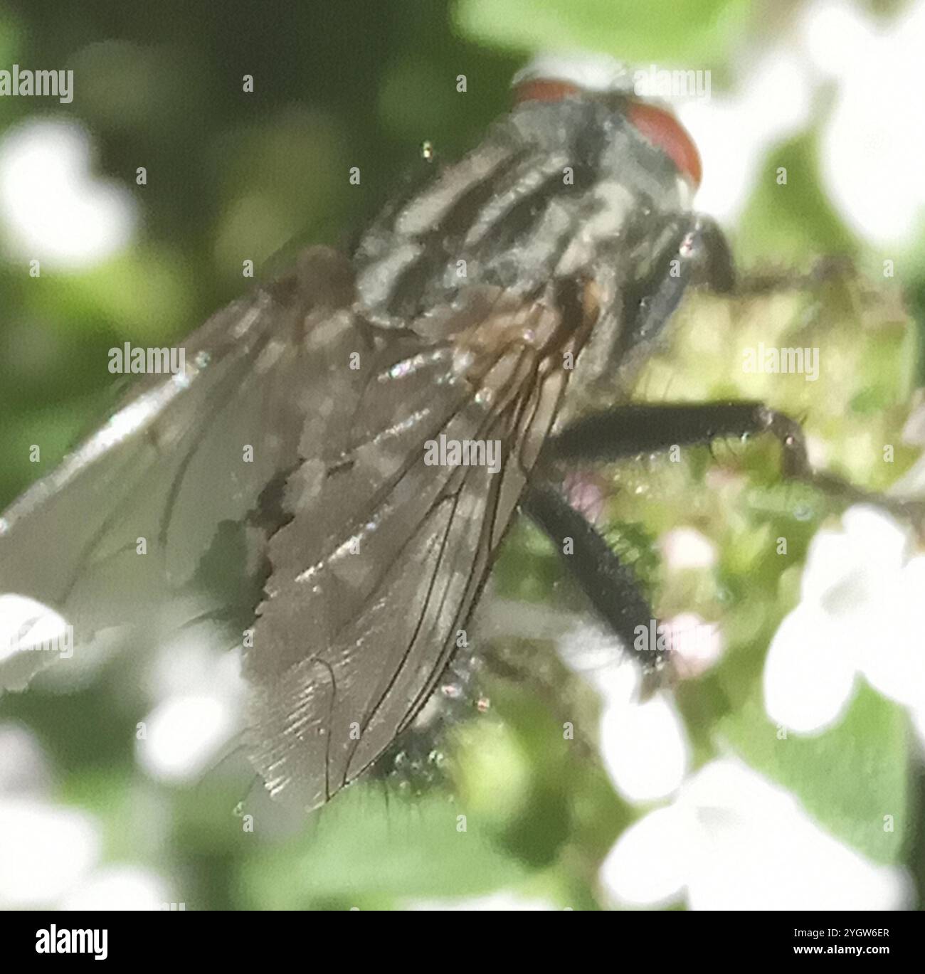 Typical Flesh Flies (Sarcophaginae Stock Photo - Alamy