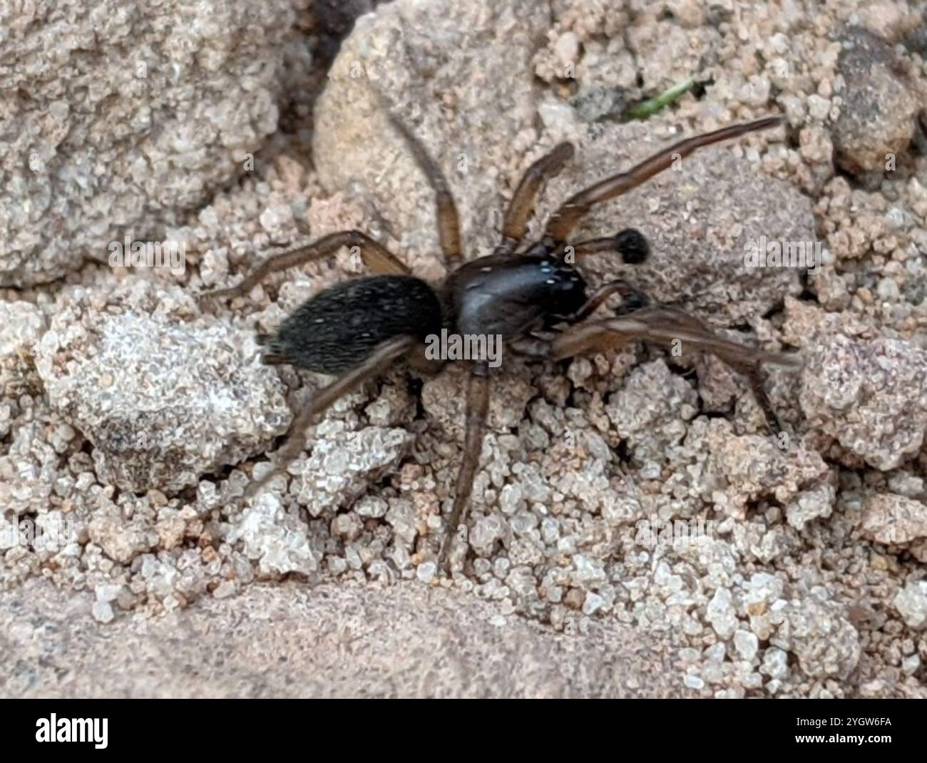 Stealthy Ground Spiders (Gnaphosidae Stock Photo - Alamy