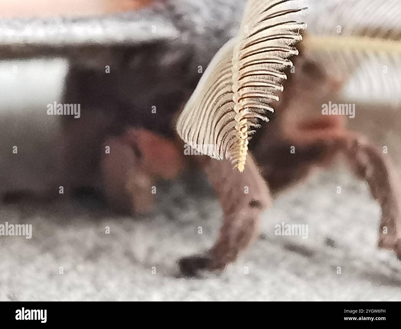 Polyphemus Moth (Antheraea polyphemus Stock Photo - Alamy