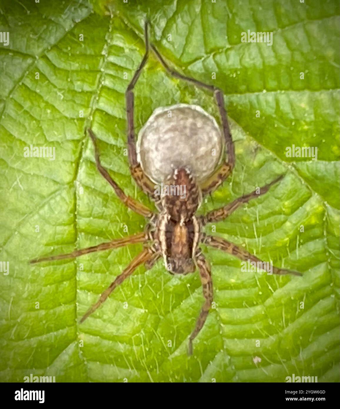 Thin-legged Wolf Spiders (Pardosa Stock Photo - Alamy