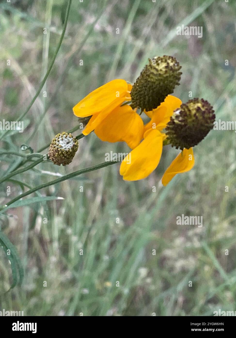 upright prairie coneflower (Ratibida columnifera Stock Photo - Alamy