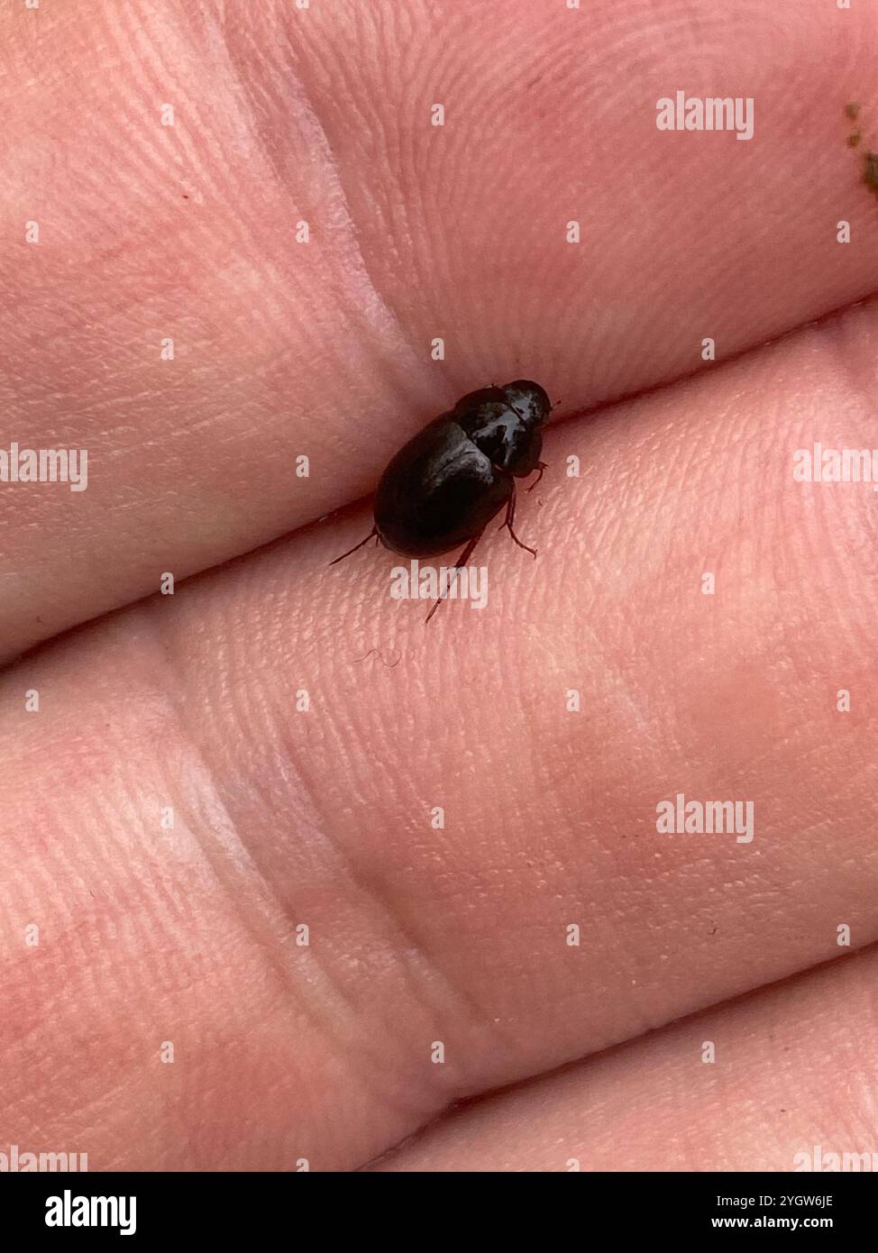 Hydrobius hi-res stock photography and images - Alamy