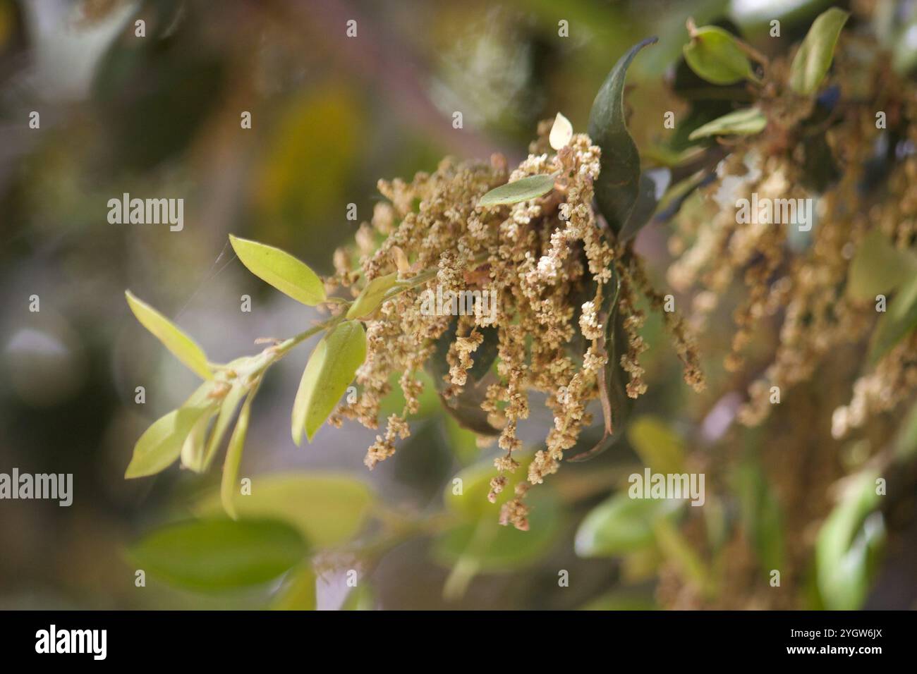 canyon live oak (Quercus chrysolepis Stock Photo - Alamy