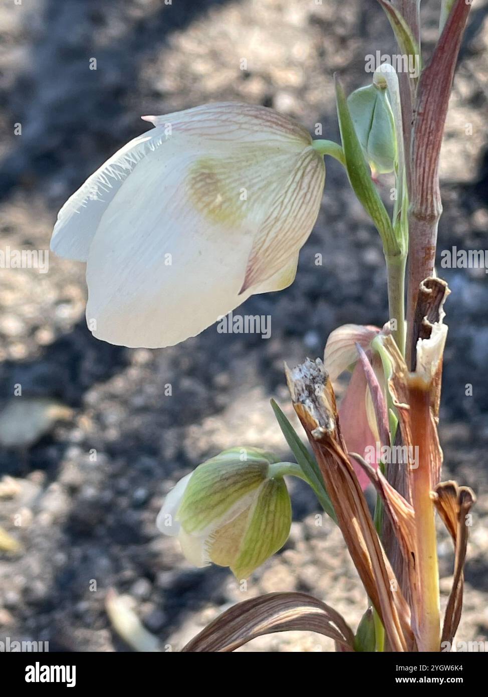 White Globe Lily (Calochortus albus Stock Photo - Alamy