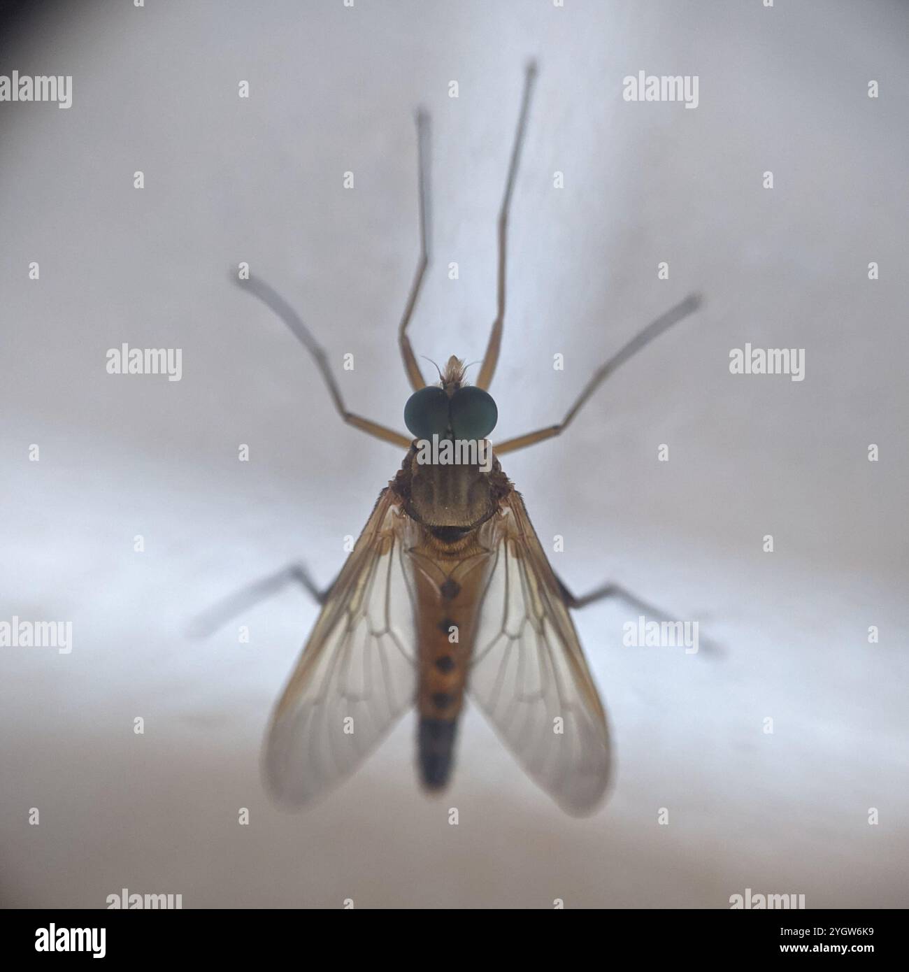 Rhagio tringarius hi-res stock photography and images - Alamy