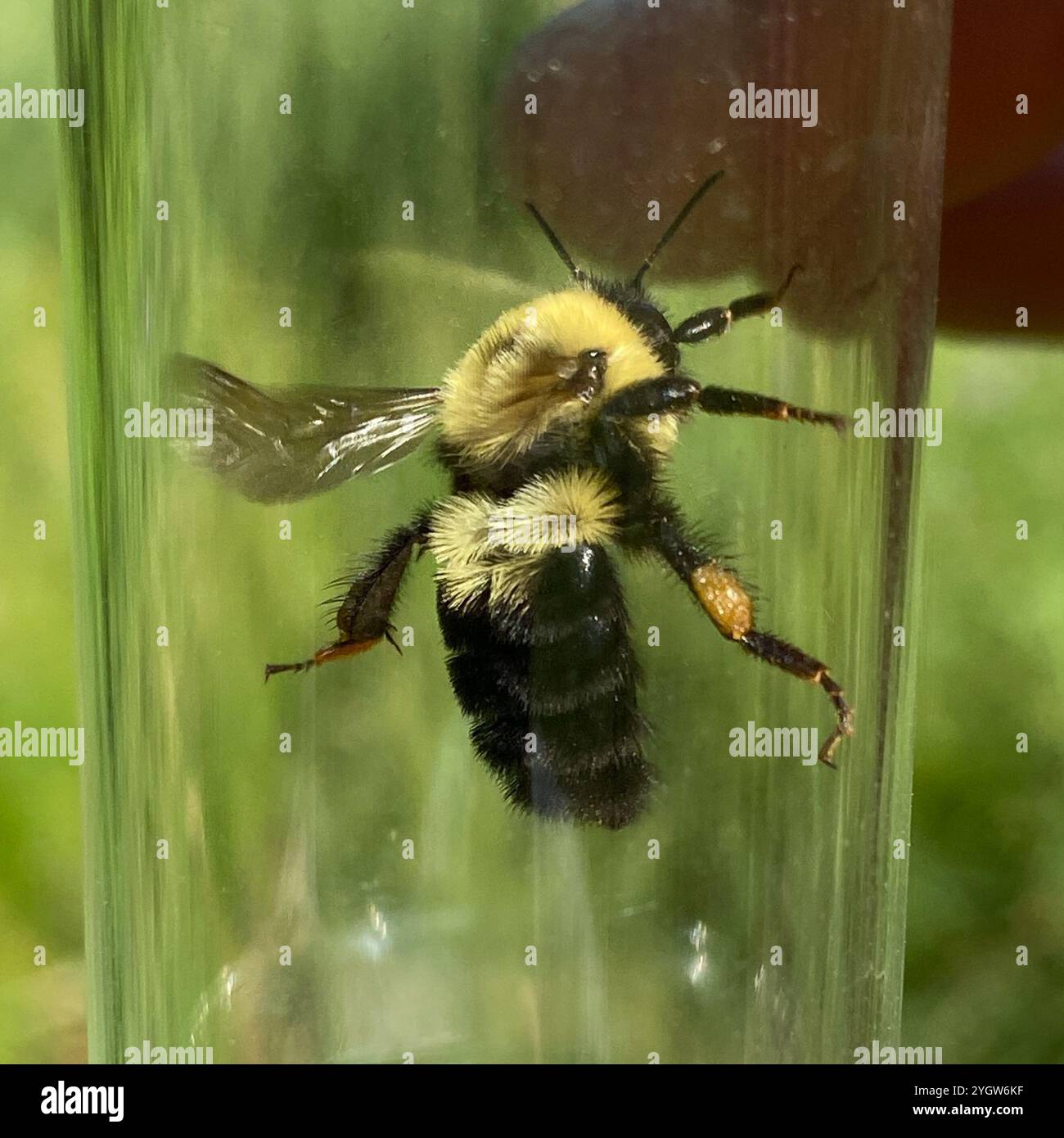 Two-spotted Bumble Bee (Bombus bimaculatus Stock Photo - Alamy