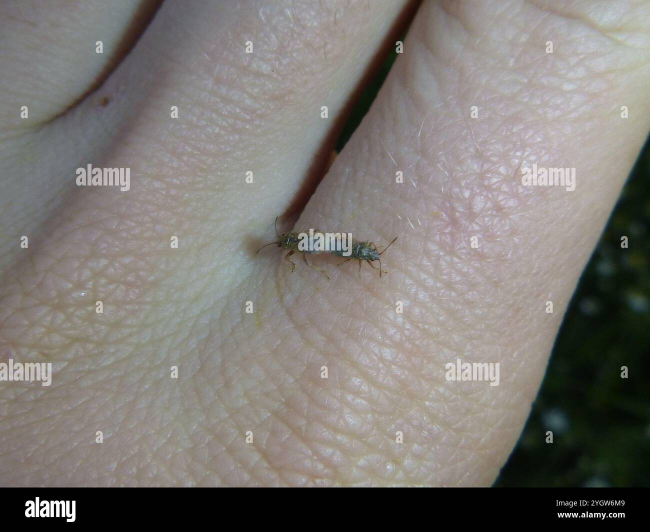 False chinch bugs hi-res stock photography and images - Alamy