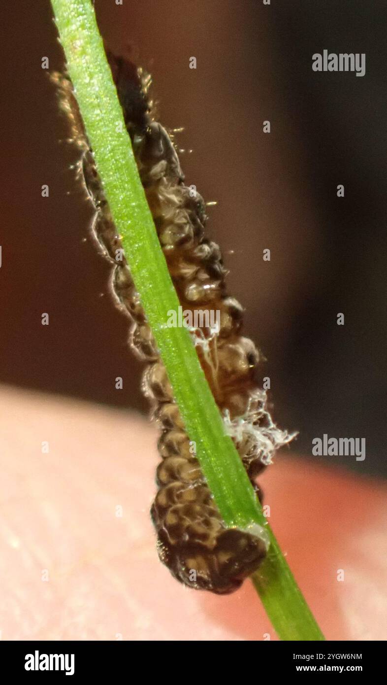 Soldier Beetles (Cantharidae Stock Photo - Alamy