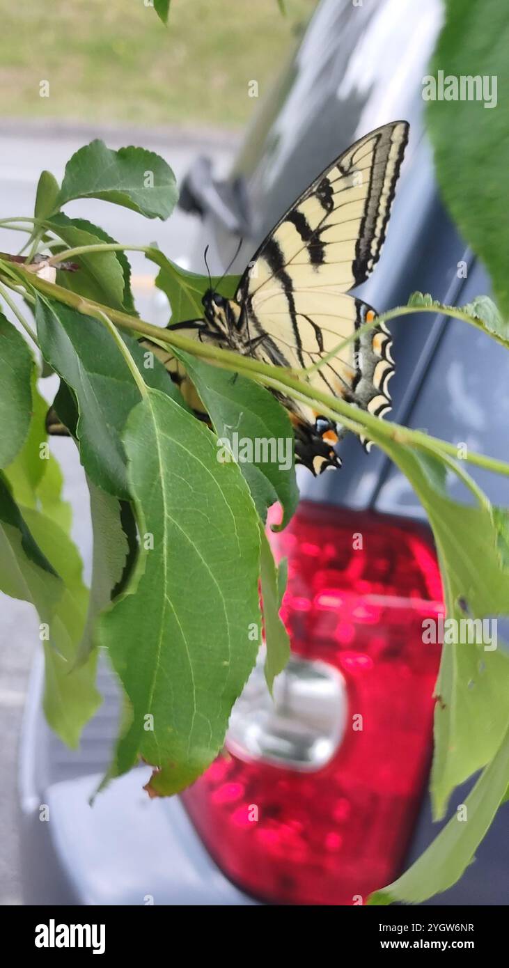 Canadian Tiger Swallowtail (Papilio canadensis Stock Photo - Alamy