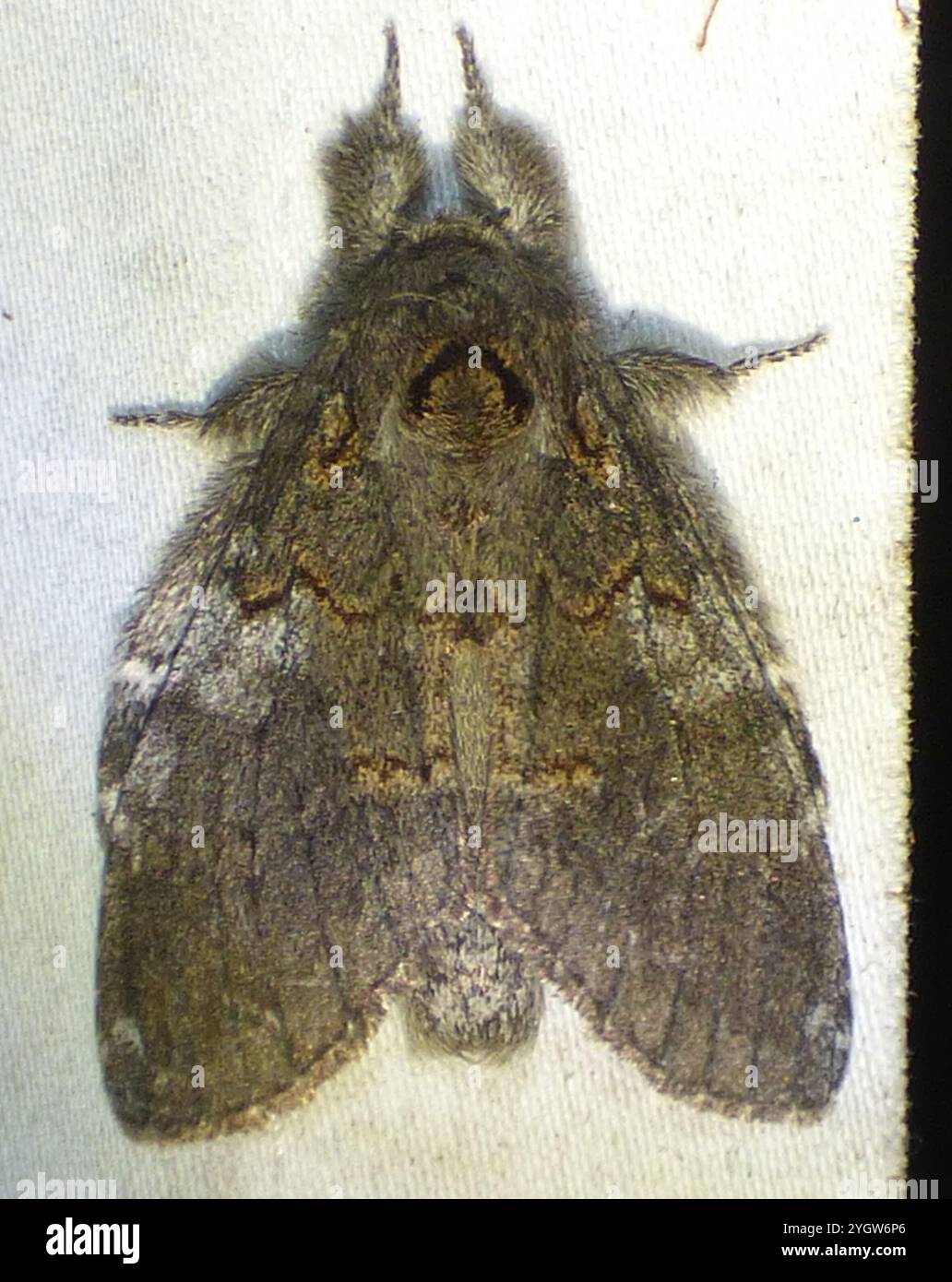 Angulose Prominent (Peridea angulosa Stock Photo - Alamy